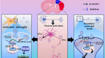 M2 microglia-derived small extracellular vesicles modulate NSC fate after ischemic stroke via ...