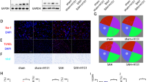 cGAMP Enhances Microglial/Macrophage Phagocytosis in Ischemic Stroke ...