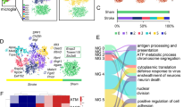 Single-cell RNA Sequencing Identifies a Novel Subtype of Microglia with ...