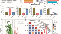 Bacterial indole-3-propionic acid inhibits macrophage IL-1β production ...