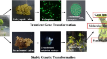 An attempt to establish an Agrobacterium-mediated transient expression ...