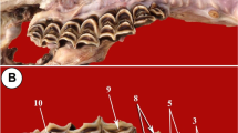 Dentition and Teeth Growing of Rabbits | SpringerLink