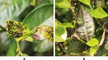 Ecologically controlling insect and mite pests of tea plants with ...