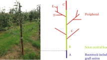 Dwarfism mechanism in Malus clonal rootstocks | Planta