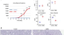Volume 29, Issue 4 | Clinical and Experimental Nephrology | Springer ...