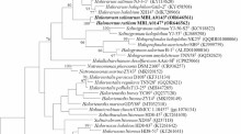 Advances in microbial ecology | Springer Nature Link