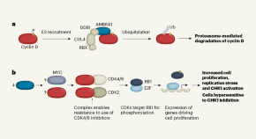 Cell cycle