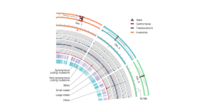 Human Pangenome Reference