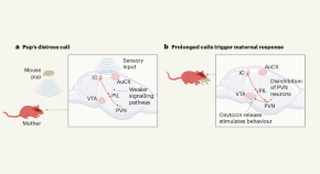 Zoology - Latest research and news | Nature