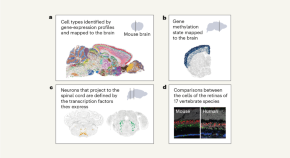 Epigenetics - Latest research and news | Nature
