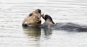 Conservation biology - Latest research and news | Nature