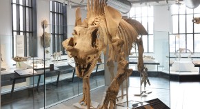 Palaeontology - Latest research and news | Nature