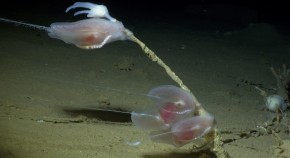 Biophysics - Latest research and news | Nature