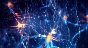 Cognitive neuroscience - Latest research and news | Nature