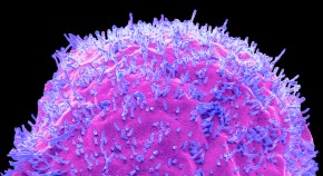 Virology - Latest research and news | Nature