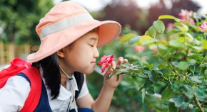 Plant sciences - Latest research and news | Nature