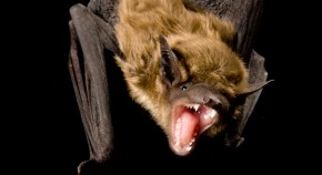 Research Highlights | Nature