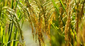 Research Highlights | Nature