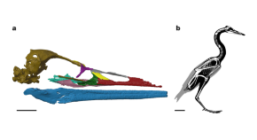 Evolution - Latest research and news | Nature