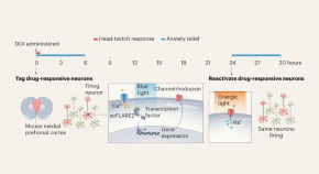 Neuroscience - Latest research and news | Nature
