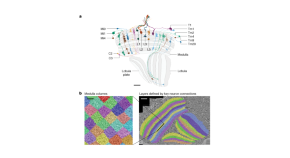 Anatomy - Latest research and news | Nature
