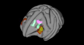 Focal Point on Brain Science in Japan