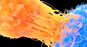 Advertisement Feature | Nature Research Custom