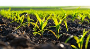 Agricultural sciences