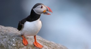 Communications Biology