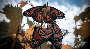 npj Entomology