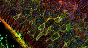 Nature Photonics