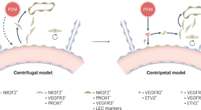 Angiogenesis - Latest research and news | Nature