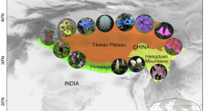 Plant sciences - Latest research and news | Nature