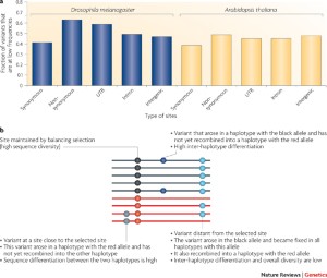 The genetics of inbreeding depression | Nature Reviews Genetics