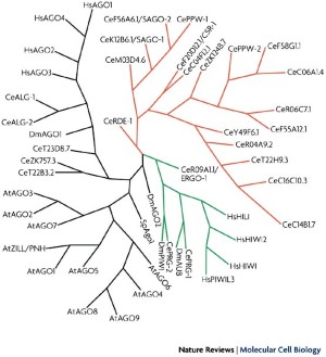 Argonaute proteins: key players in RNA silencing | Nature Reviews ...