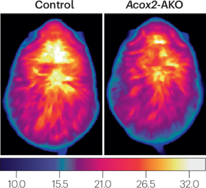 Novel UCP1-independent thermogenic mechanism identified | Nature ...