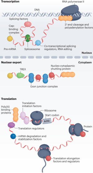 Decoding protein–RNA interactions using CLIP-based methodologies ...