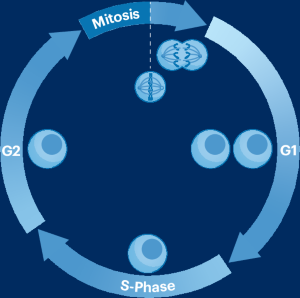 Snoozing APC/C for a sweet cell cycle entry | Nature Reviews Molecular ...