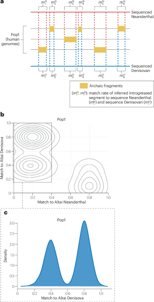 A history of multiple Denisovan introgression events in modern humans ...