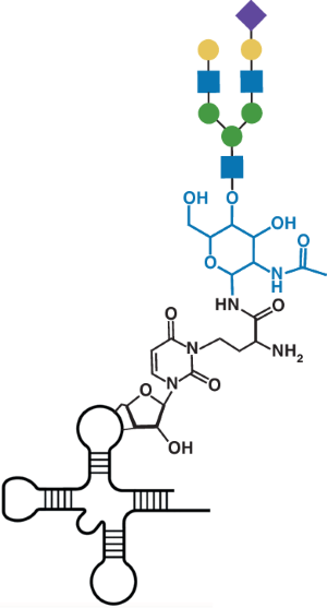 Sweet RNA | Nature Chemical Biology