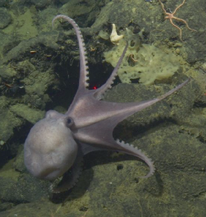 Deep-sea imaging of octopus locomotion | Nature Methods