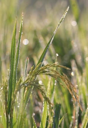 Improved crop varieties | Nature Sustainability