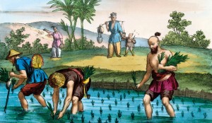 Domestication: The birth of rice | Nature