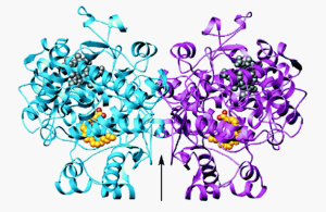 COX complexes | Nature Structural & Molecular Biology