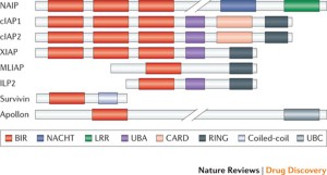 Targeting IAP proteins for therapeutic intervention in cancer | Nature ...
