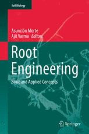 Root System Architecture | SpringerLink