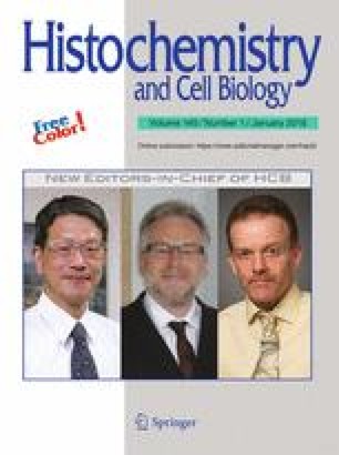 Hyaluronidase 2 (HYAL2) is expressed in endothelial cells, as well as ...