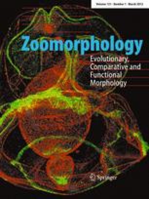 Sexual dimorphism in the skull geometry of newt species of Ichthyosaura ...