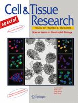 Neutrophil chemotaxis | SpringerLink
