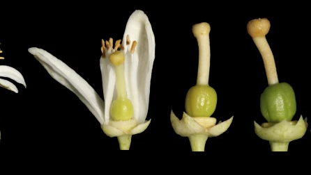 Plant Reproduction | Home